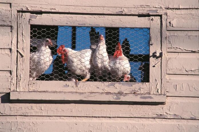 Broiler house ventilation during cold weather - poultrytimes.com