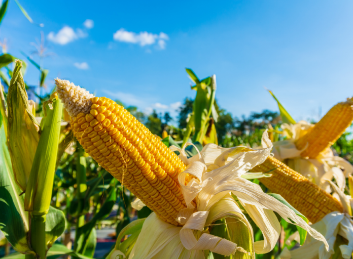 ERS: Increases in current U.S. corn export amounts - poultrytimes.com