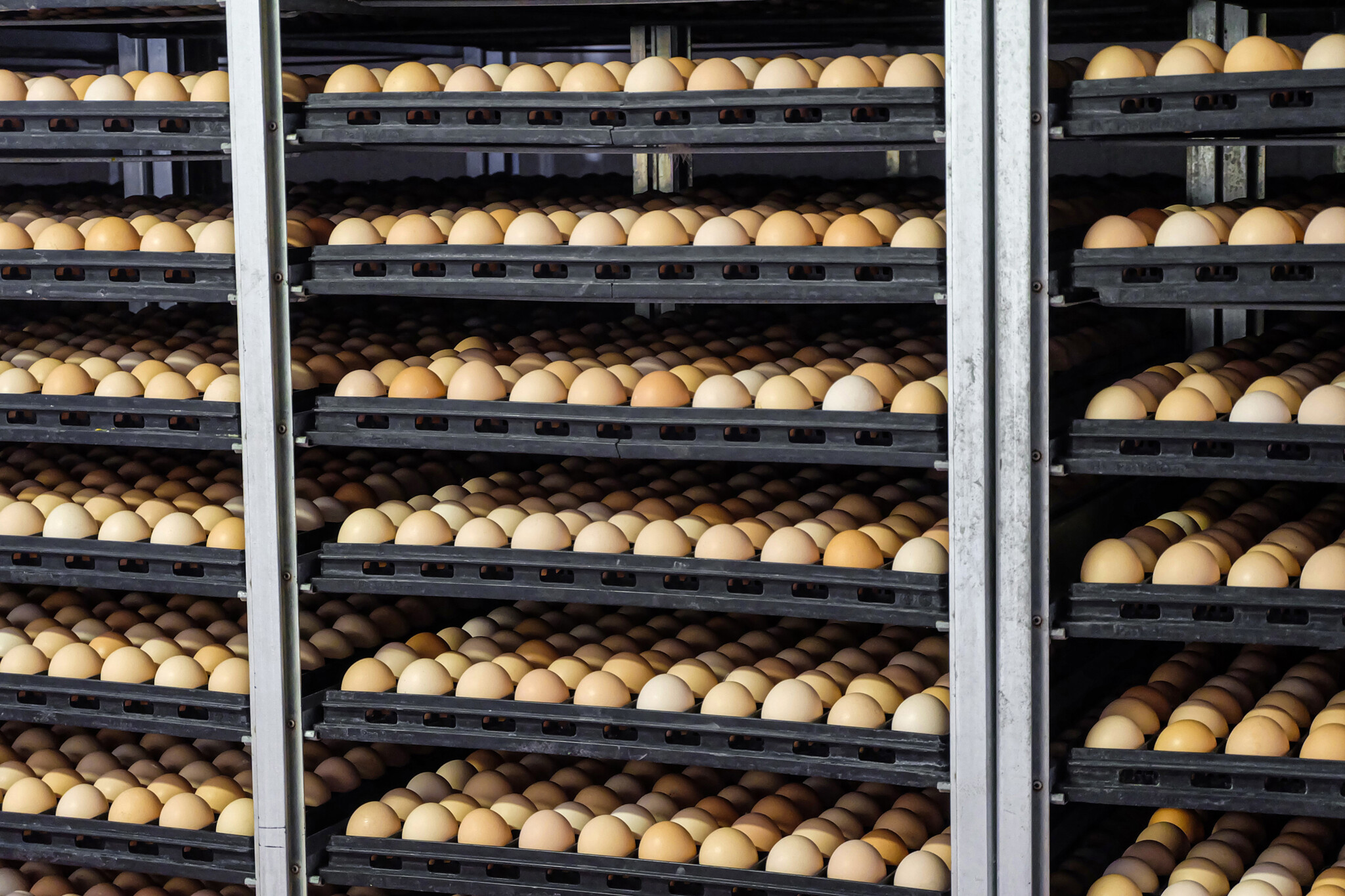Bipartisan bill introduced to increase egg supply and help lower prices ...