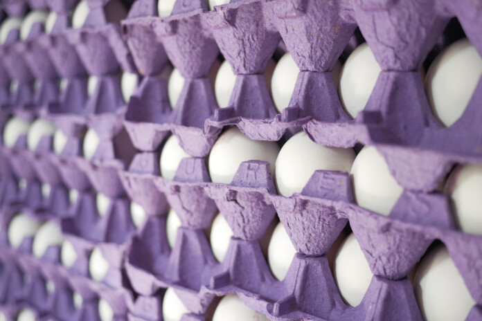 Egg imports, egg prices, and bird flu updates - poultrytimes.com