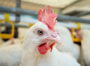 USPOULTRY releases updated report of antibiotic stewardship in U.S ...